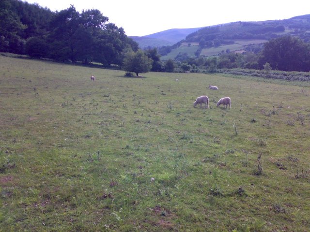 A Natural Regeneration Experiment | The Prospectory